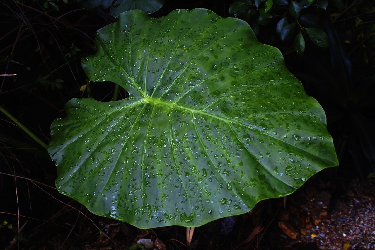 The Best Broad-Leaved Trees for Shade and Beauty