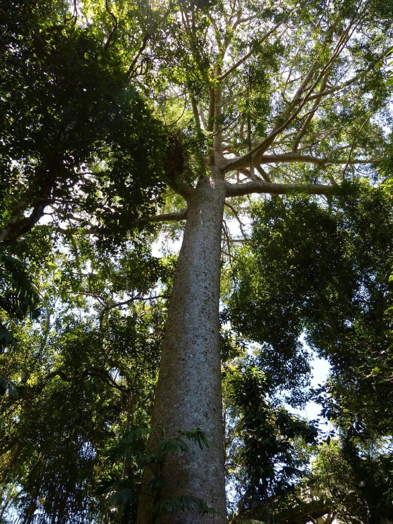 Kauri Trees: The Ancient Wonders You Can Grow at Home