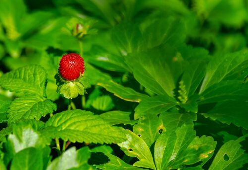 Strawberry Leaf Problems: Identifying and Treating Common Issues