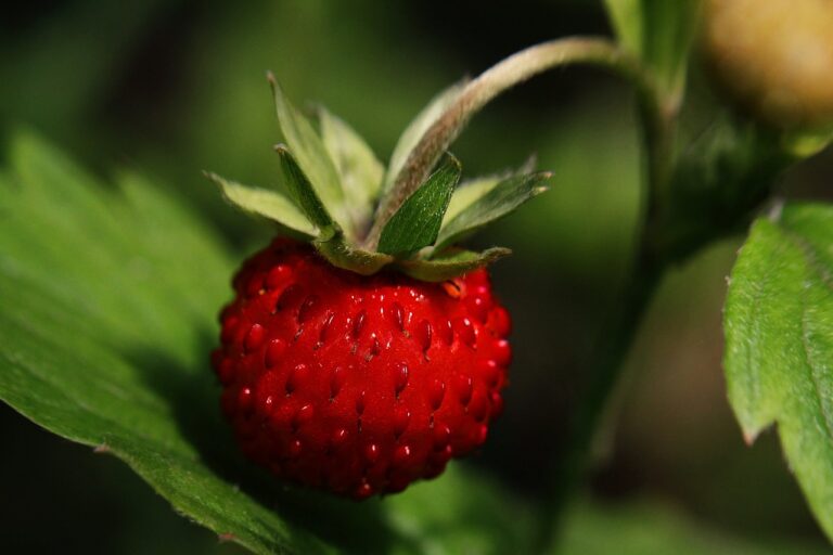 Strawberry Leaf Problems: Identifying and Treating Common Issues