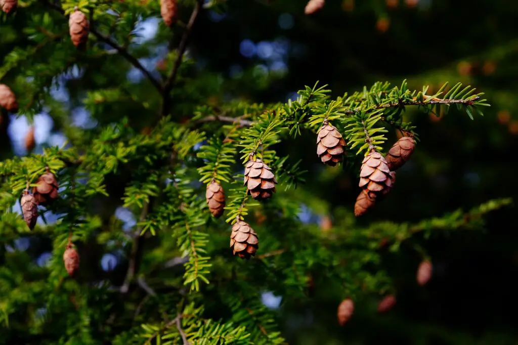 Western Hemlock VS Eastern Hemlock Tree: Key Differences Explained