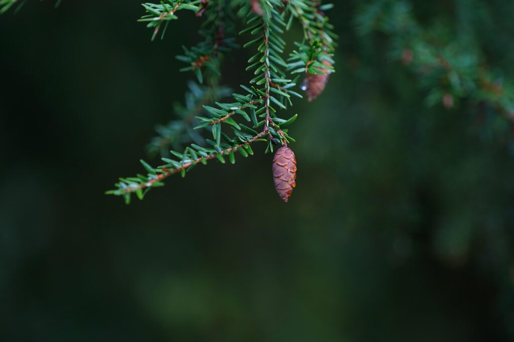 Western Hemlock VS Eastern Hemlock Tree: Key Differences Explained