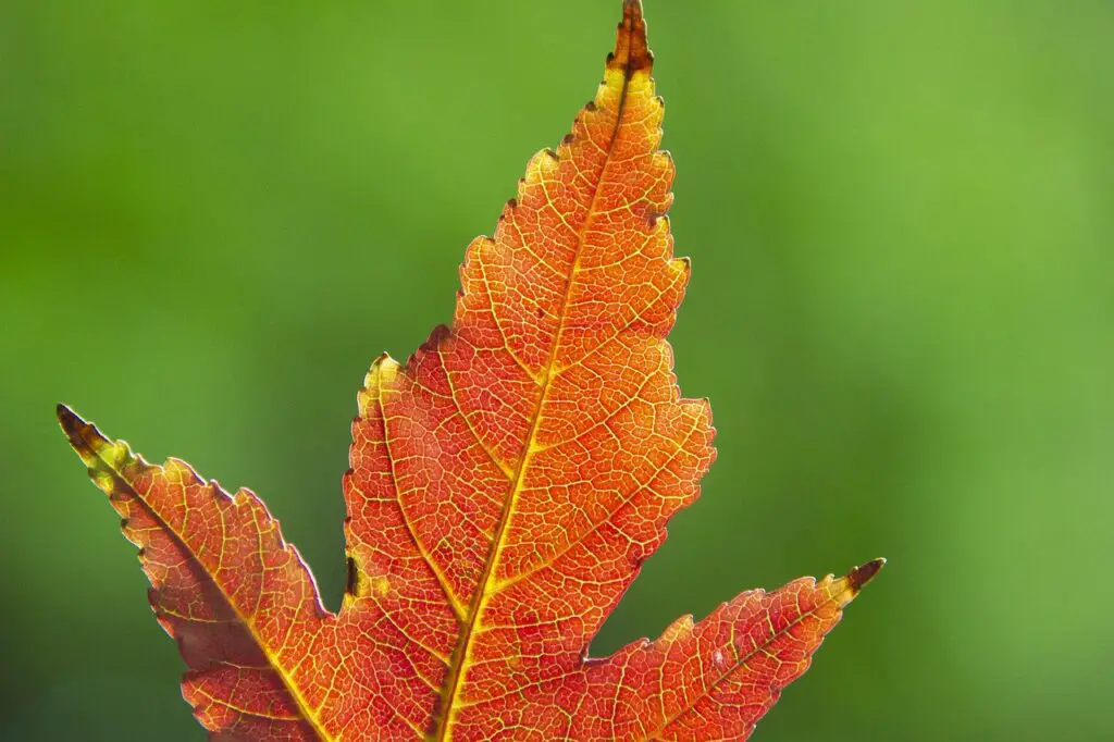 Revive Your Maple Tree Identifying Problems and Saving Tips