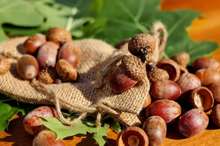 Oak Tree Acorn Production Timing and Factors Explained