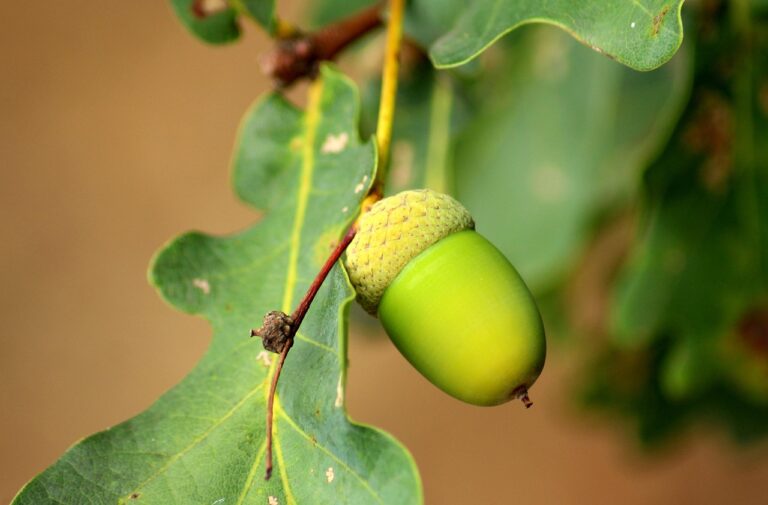 Oak Tree Acorn Production Timing and Factors Explained