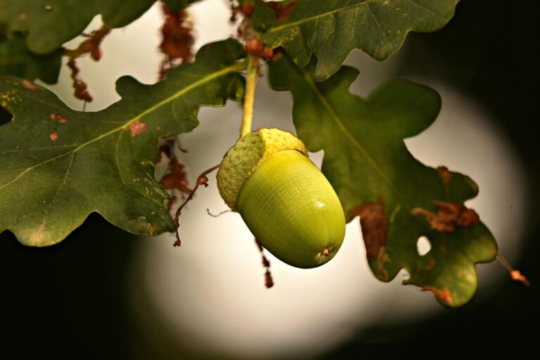 Growing Oak Trees from Acorns A StepbyStep Guide