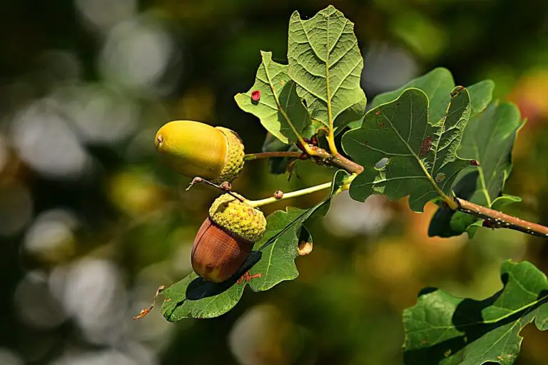 Oak Tree Blooming Season Understanding the Timing