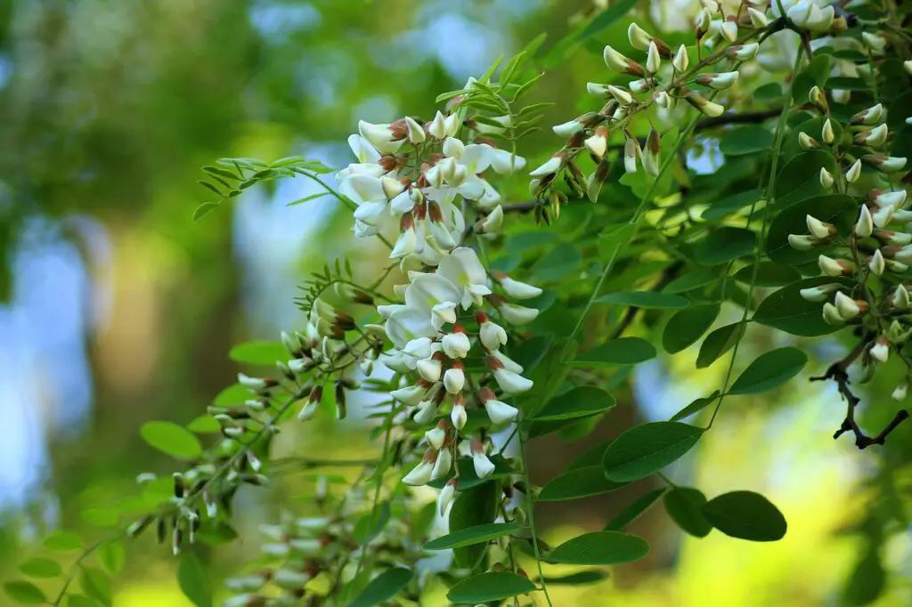 Acacia Tree Cultivation Tips for Successful Growing