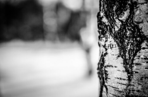 Tapping Birch Trees for Sap A Beginners Guide