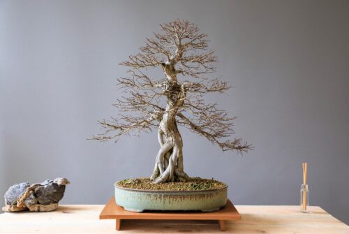 Elm Wood Uses Properties and Applications Explained