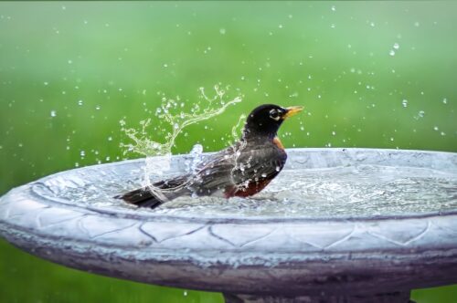 Cleaning Bird Baths: Tips for a Healthy Habitat