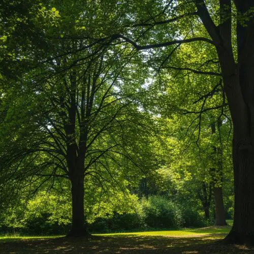 10 Best Trees to Plant in Summer for Shade