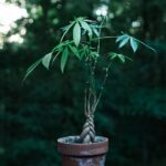 Money Tree Light Requirements: Tips for Proper Placement
