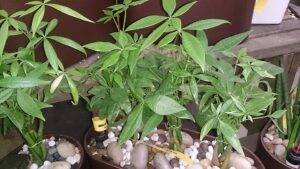 Money Tree Light Requirements: Tips for Proper Placement