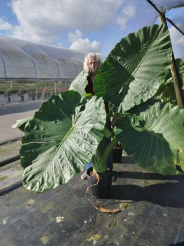 Alocasia Calidora: Beginner’s Care Tips