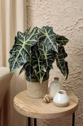 Acerca de la planta Alocasia: Historia y consejos