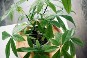 Best Pot Size for Money Tree: Growth and Stability