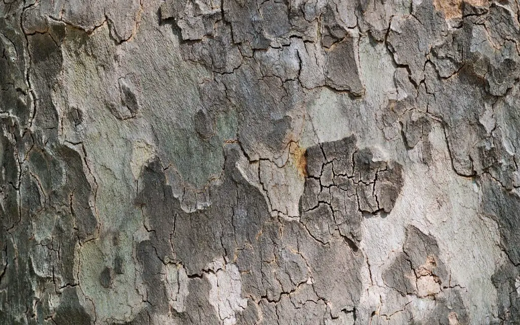 Sycamore Bark Shedding Understanding This Natural Process