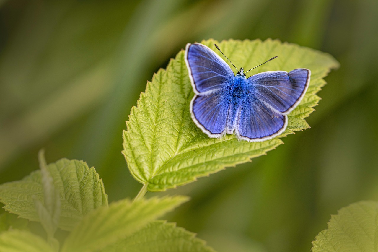 Karner Blue Butterfly Decline Reasons for Endangerment