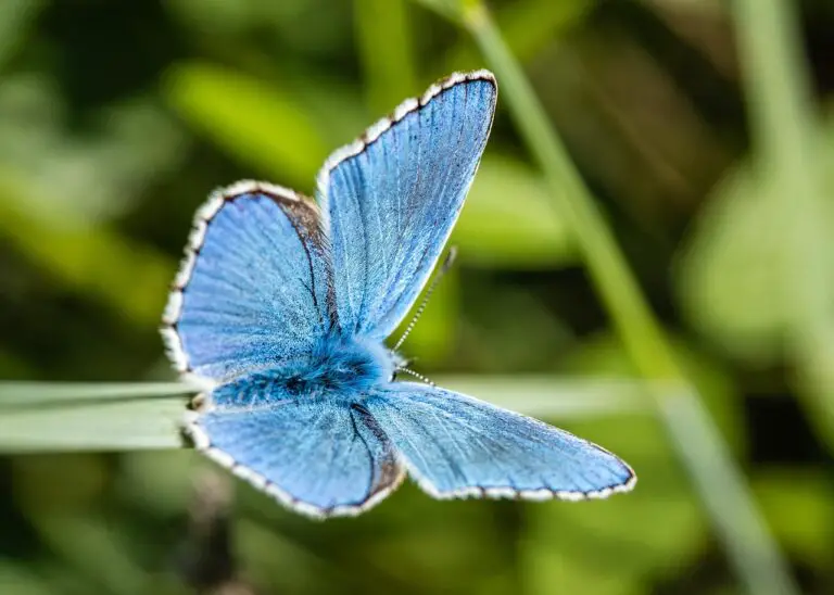 Importanza ecologica della conservazione della farfalla blu di Karner