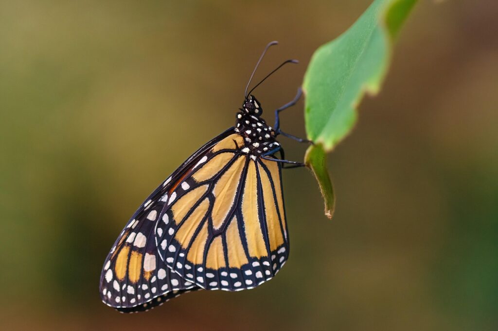 Monarch Butterfly Defense Mechanisms Against Predators