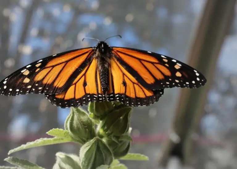 Monarch Butterfly Defense Mechanisms Against Predators