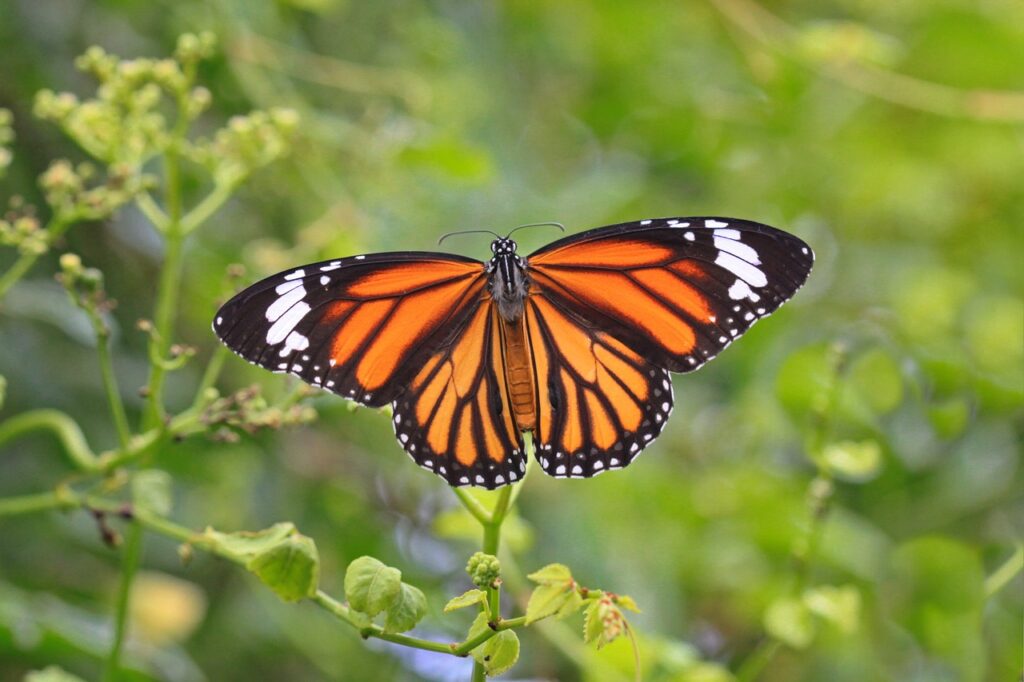 Monarch Butterfly Defense Mechanisms Against Predators