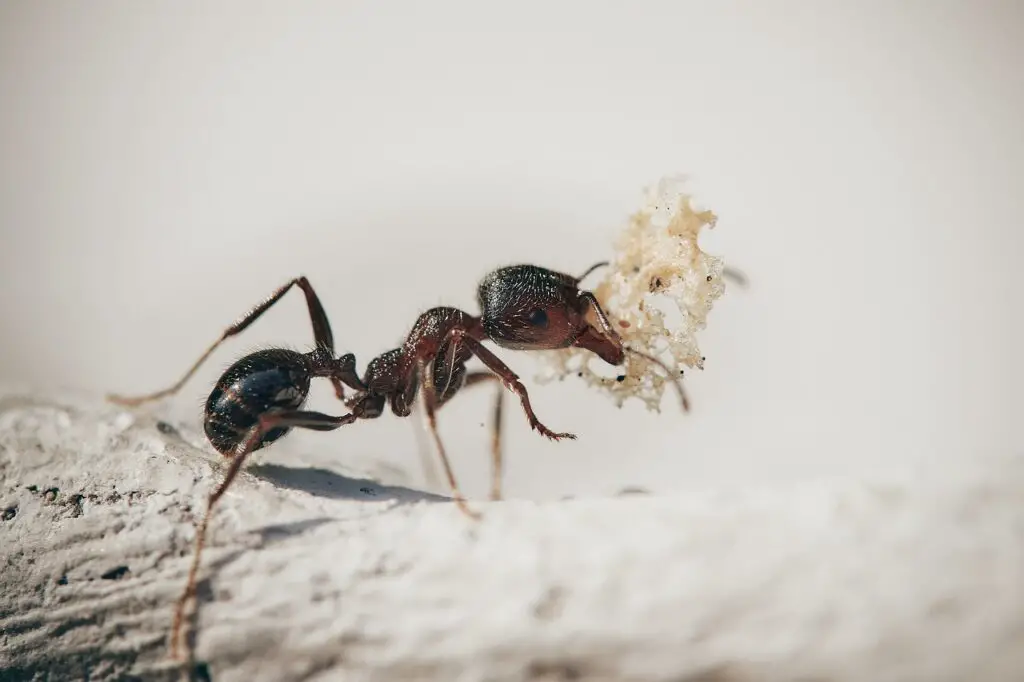 Acacia and Ants A Symbiotic Relationship Explained
