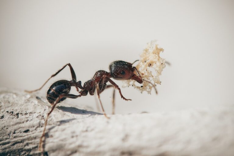 Acacia and Ants A Symbiotic Relationship Explained