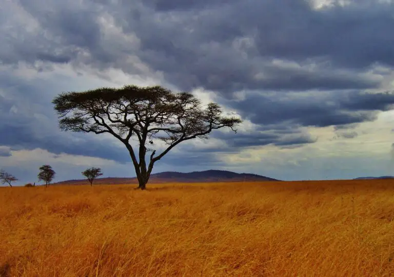 Uses of Acacia Trees Timber Gum and More