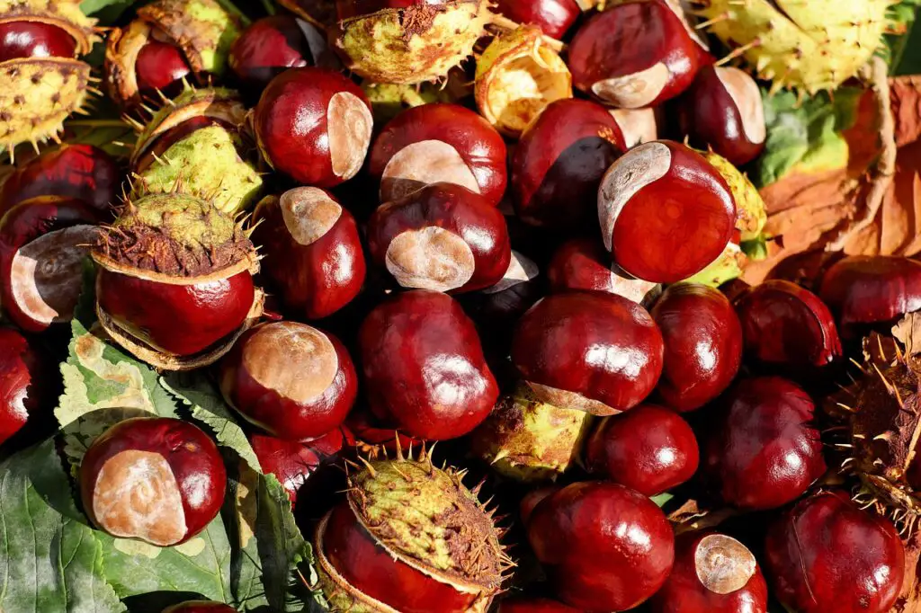 American Chestnut Tree Decline History and Efforts