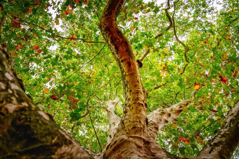 Sycamore Tree Identification Key Features and Characteristics