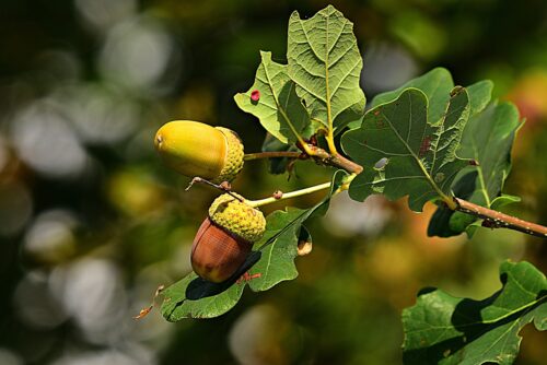 Oak Tree LookAlikes Identifying Similar Species