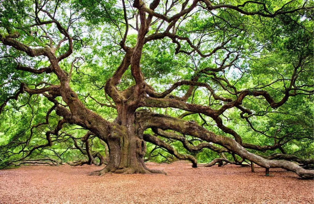 Oak Tree LookAlikes Identifying Similar Species