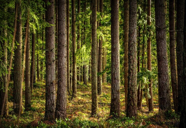 Western Hemlock vs Douglas Fir Identification and Differences