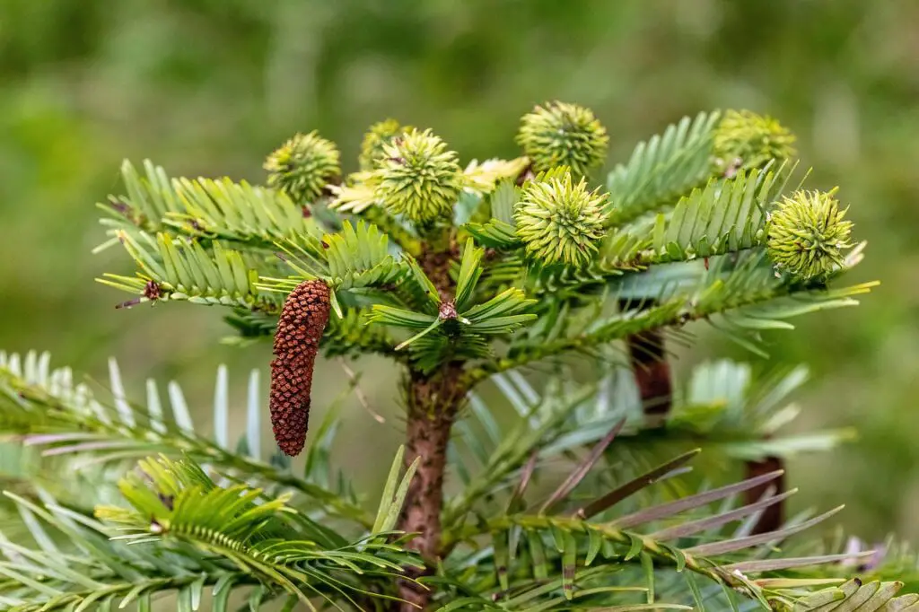 Douglas Fir Distribution Native Ranges and Habitats