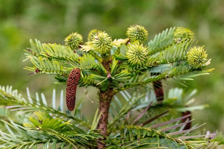 Douglas Fir Distribution Native Ranges and Habitats