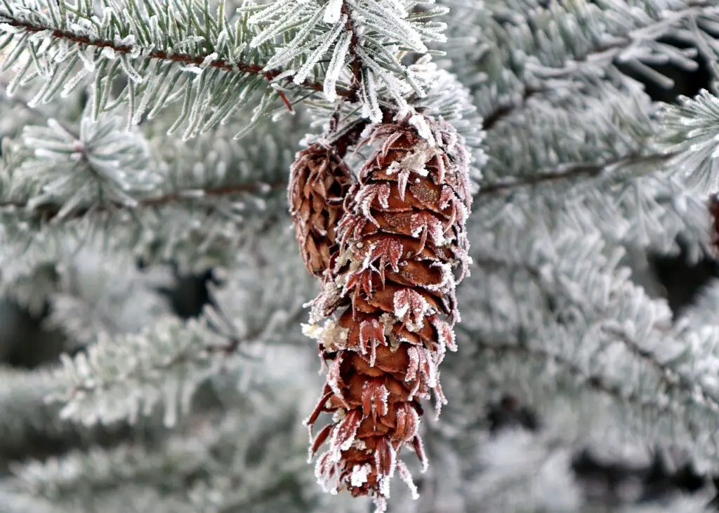 Douglas Fir Adaptations Survival Strategies Explained