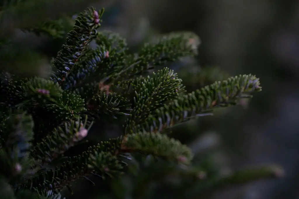 Douglas Fir Adaptations Survival Strategies Explained
