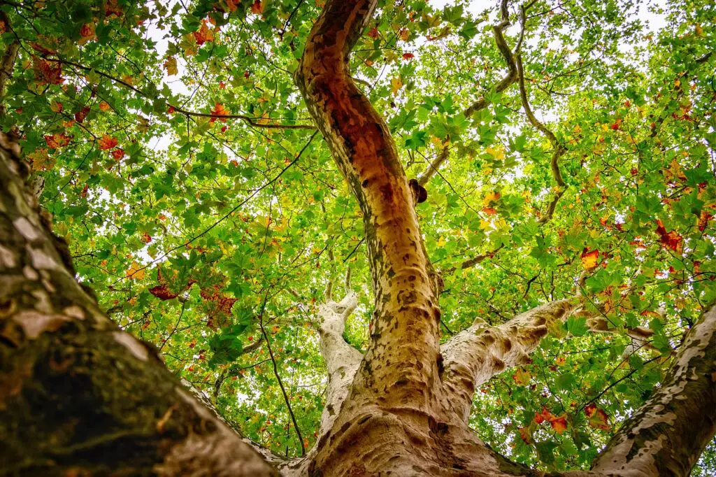 Sycamore Tree Age Determination Methods and Indicators