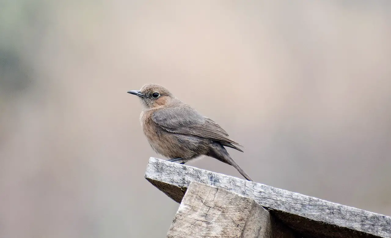 Wren vs Sparrow Identifying Key Differences