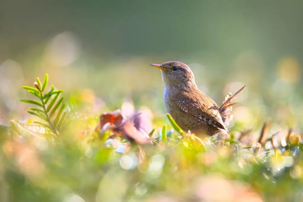 Wren vs Sparrow Identifying Key Differences