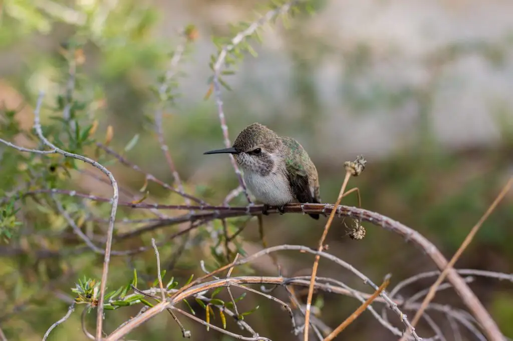 Hummingbird Sleeping Behavior Roosting Habits and Locations