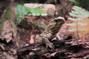 Tuatara Habitat Understanding Their Unique Biome