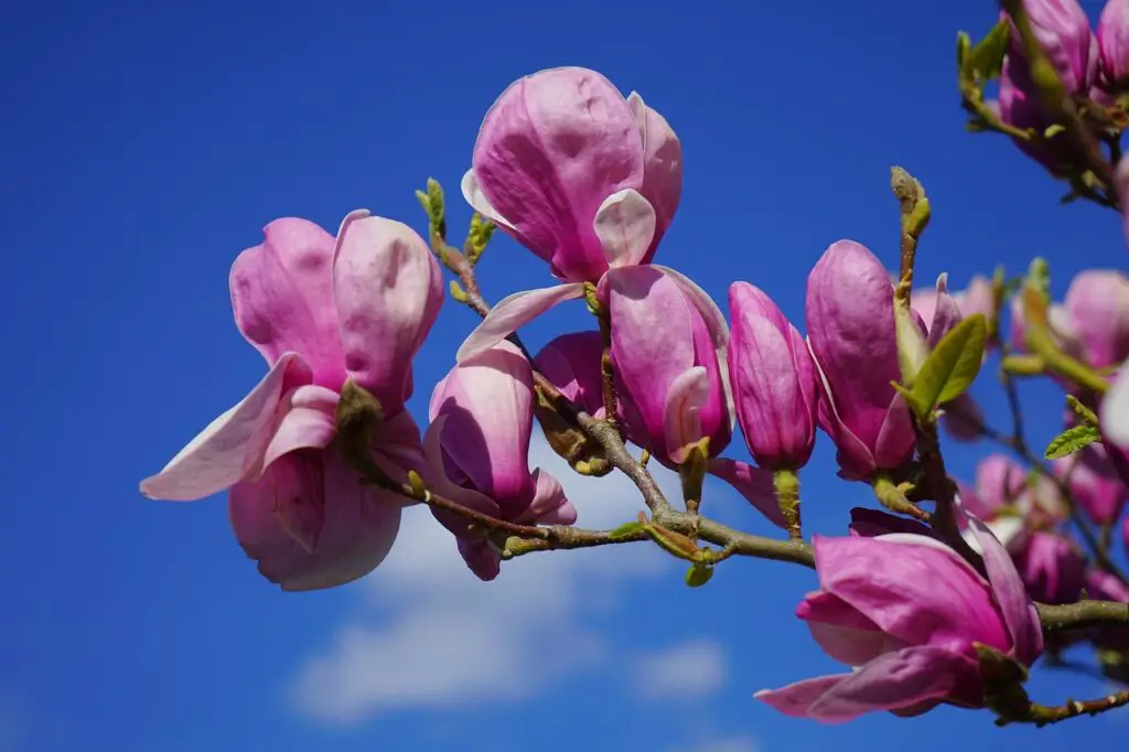 Can Magnolia Trees Grow In Pots? Best Practices For Container Planting