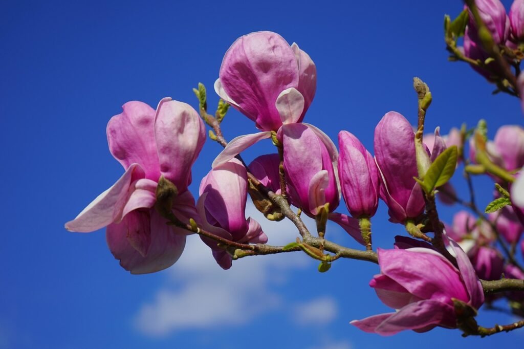 Can Magnolia Trees Grow In Shade? Understanding Their Light Requirements