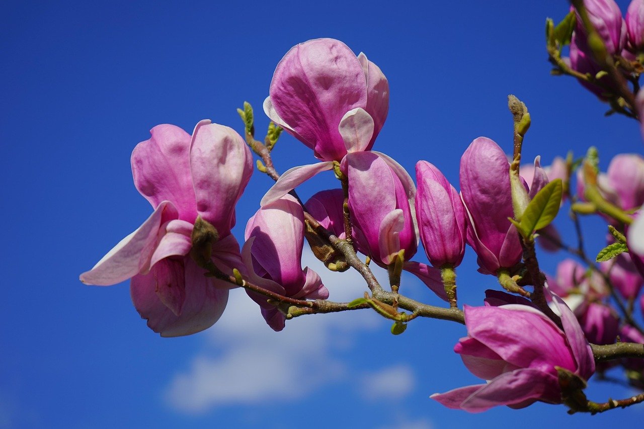 Is Magnolia Tree Edible? Discover Its Culinary Uses