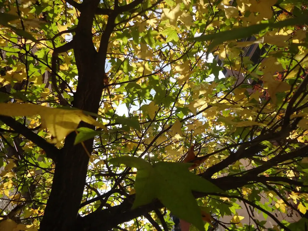 Sweetgum Trees: Discovering the Native Regions Where They Naturally Grow
