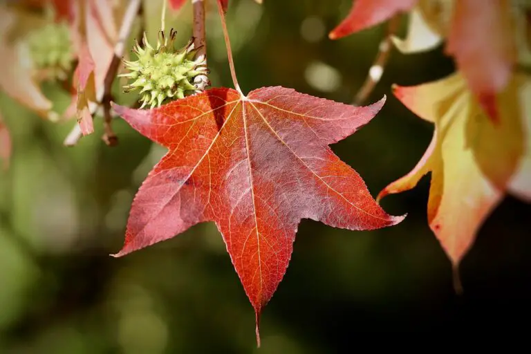 Sweetgum Tree: Understanding the Typical Growth Rate and Speed