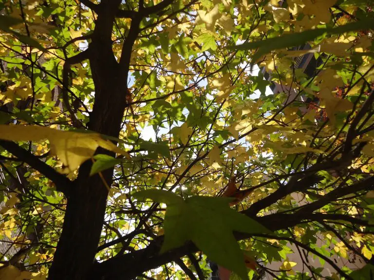 Sweetgum Tree: Understanding the Typical Growth Rate and Speed